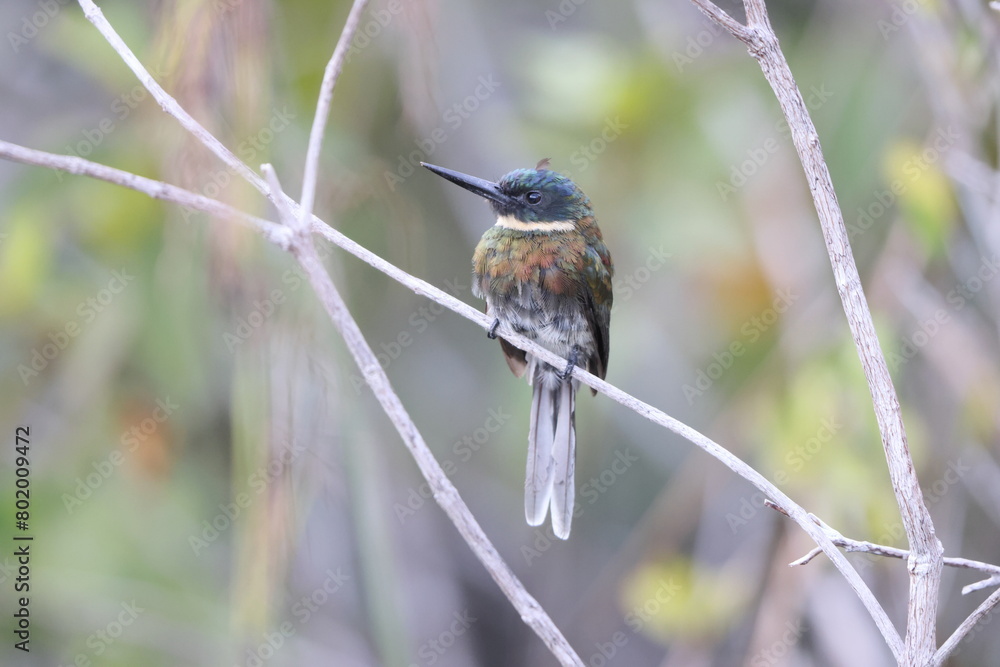 The bronzy jacamar (Galbula leucogastra) is a species of bird in the ...
