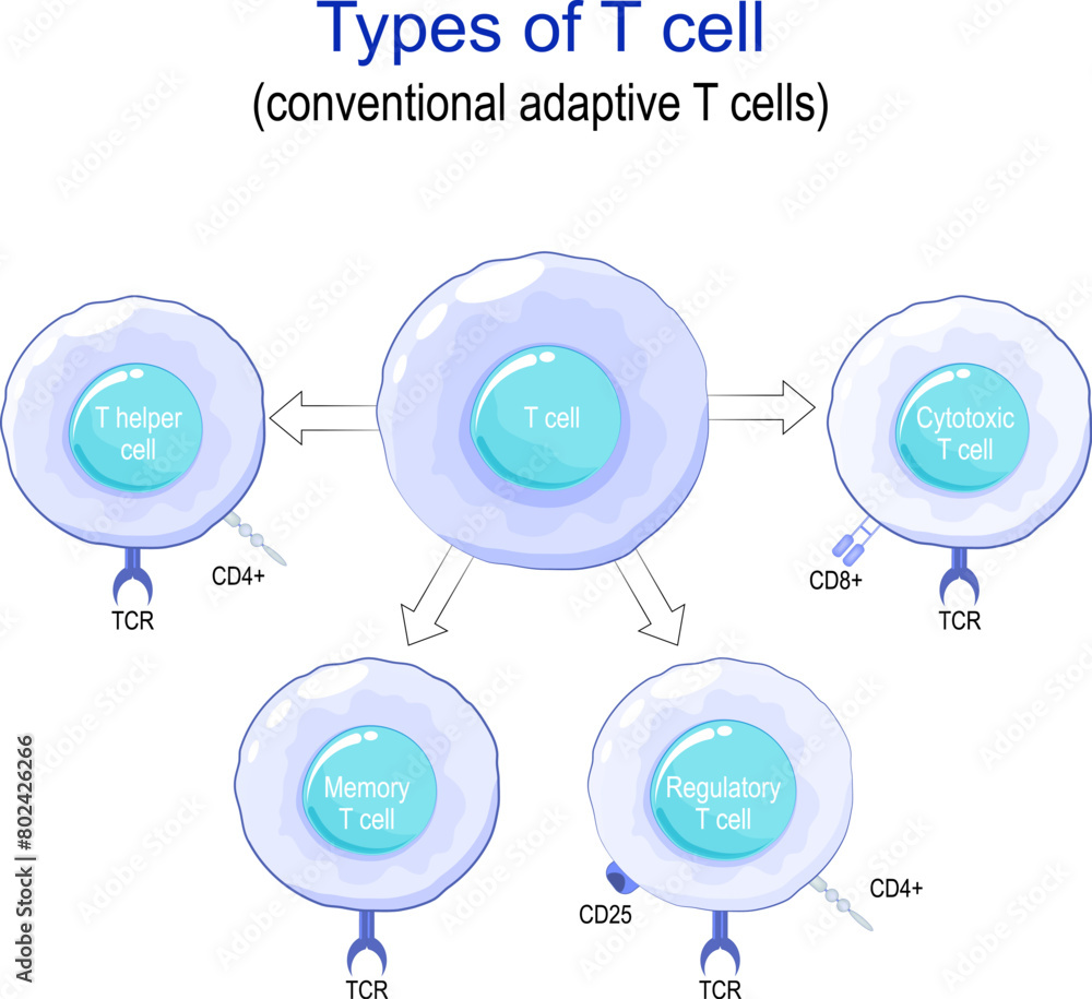 Types of T cell Stock Vector | Adobe Stock