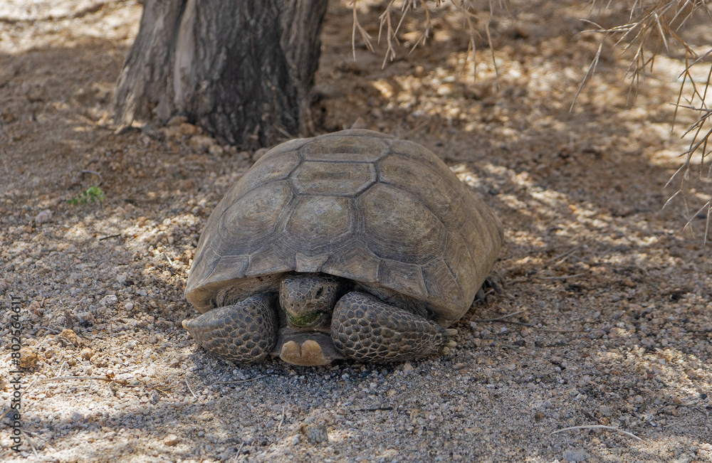 Mojave Desert Tortoise, Gopherus agassizii. Front view shows head ...