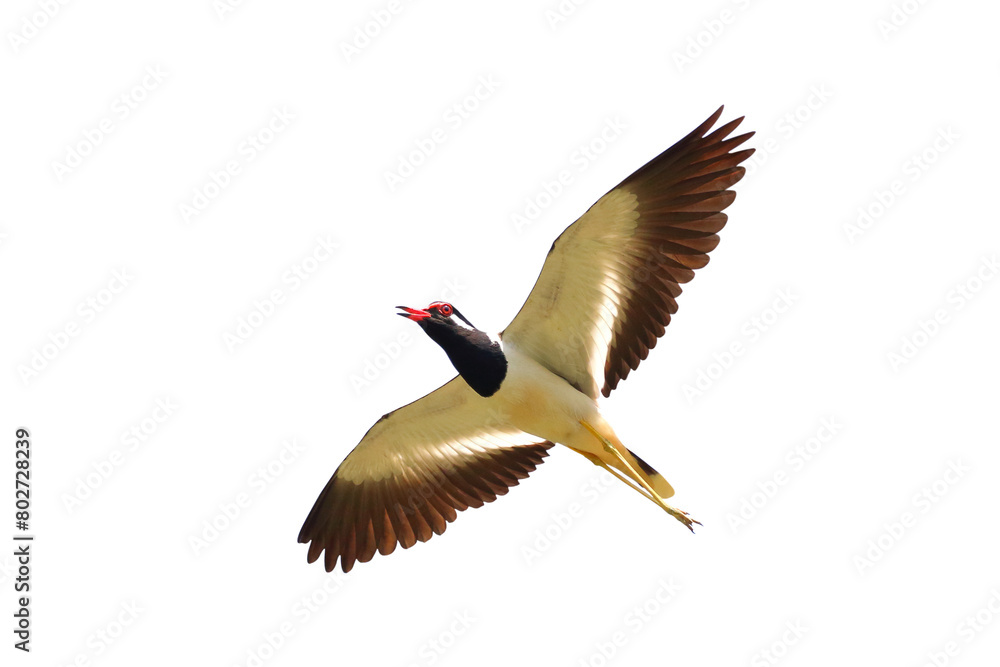 Red-wattled Lapwing flying isolated on transparent background png file ...