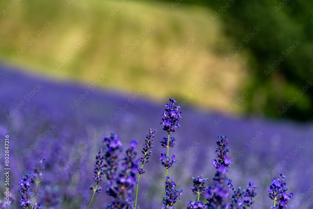 Foto de Stock Lavender and medicinal plant fields near Sale San ...