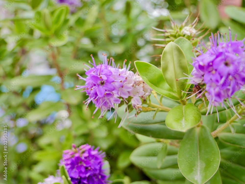 Flowers of the New Zealand hebe, showy hebe, showy-speedwell, the Māori ...