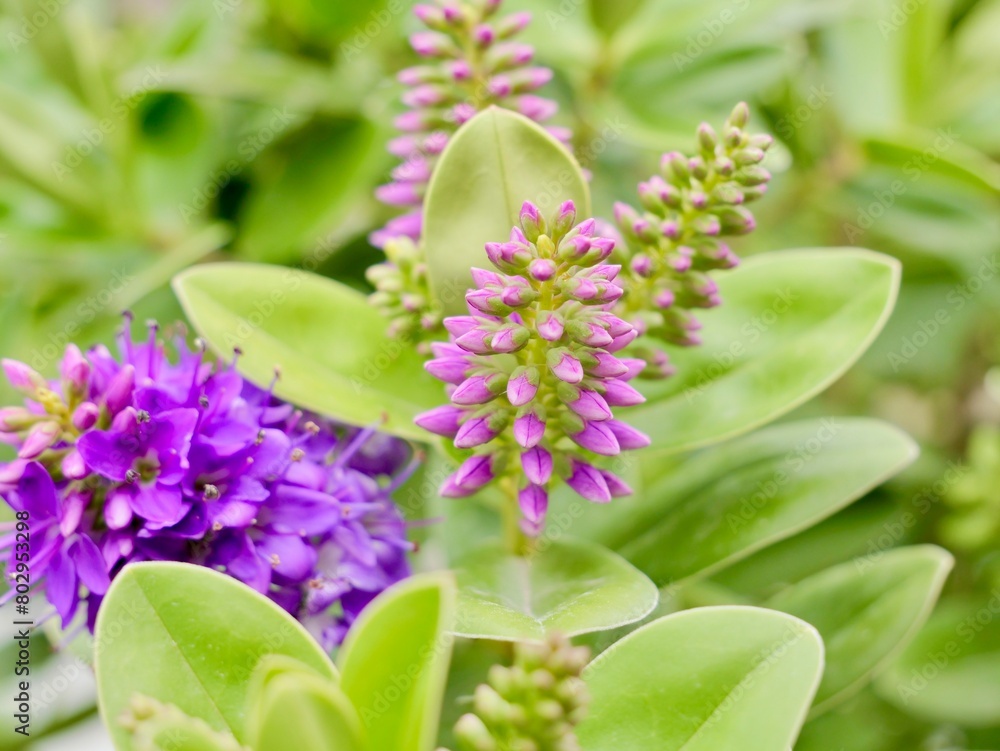 Flowers of the New Zealand hebe, showy hebe, showy-speedwell, the Māori ...