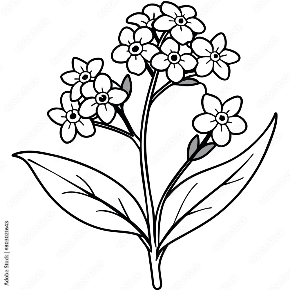 Forget Me Not flower plant outline illustration coloring book page ...
