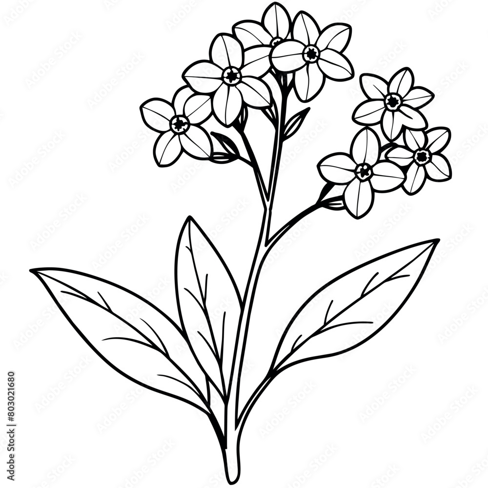Forget Me Not flower plant outline illustration coloring book page ...