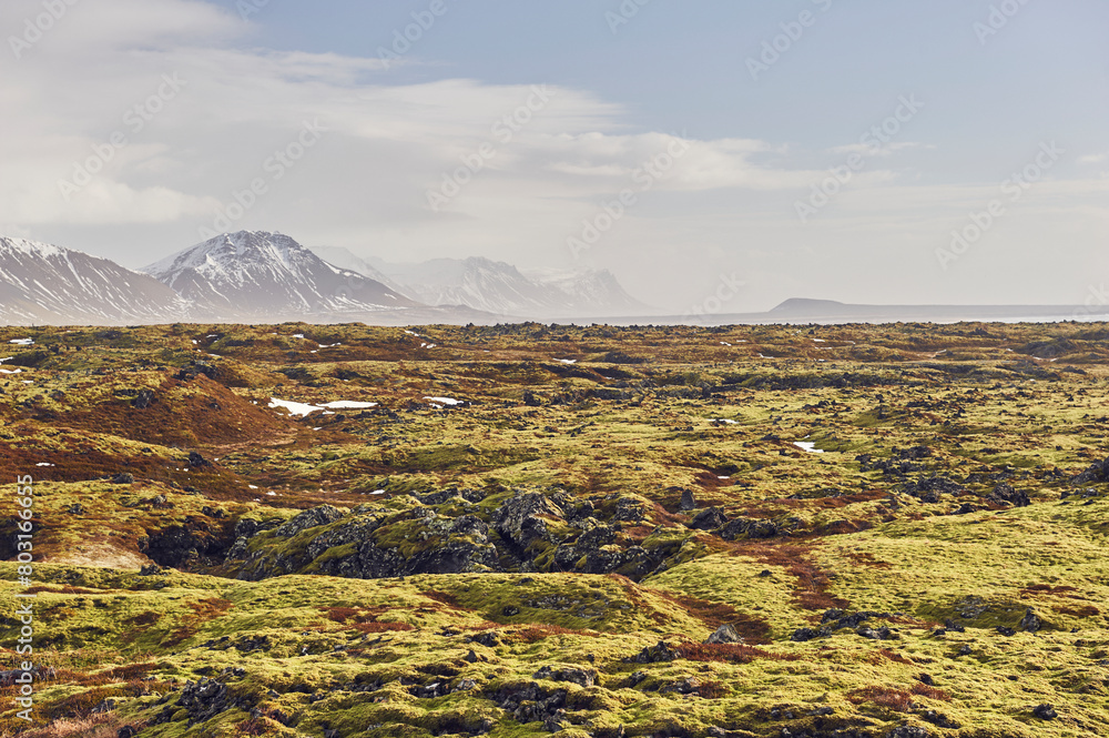 Volcanic landscapes: green moss-covered lava field in .Breiðavík near ...