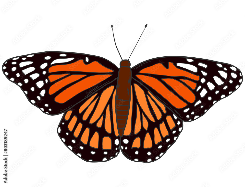 Hand drawn orange butterfly isolated on white background. Butterfly ...