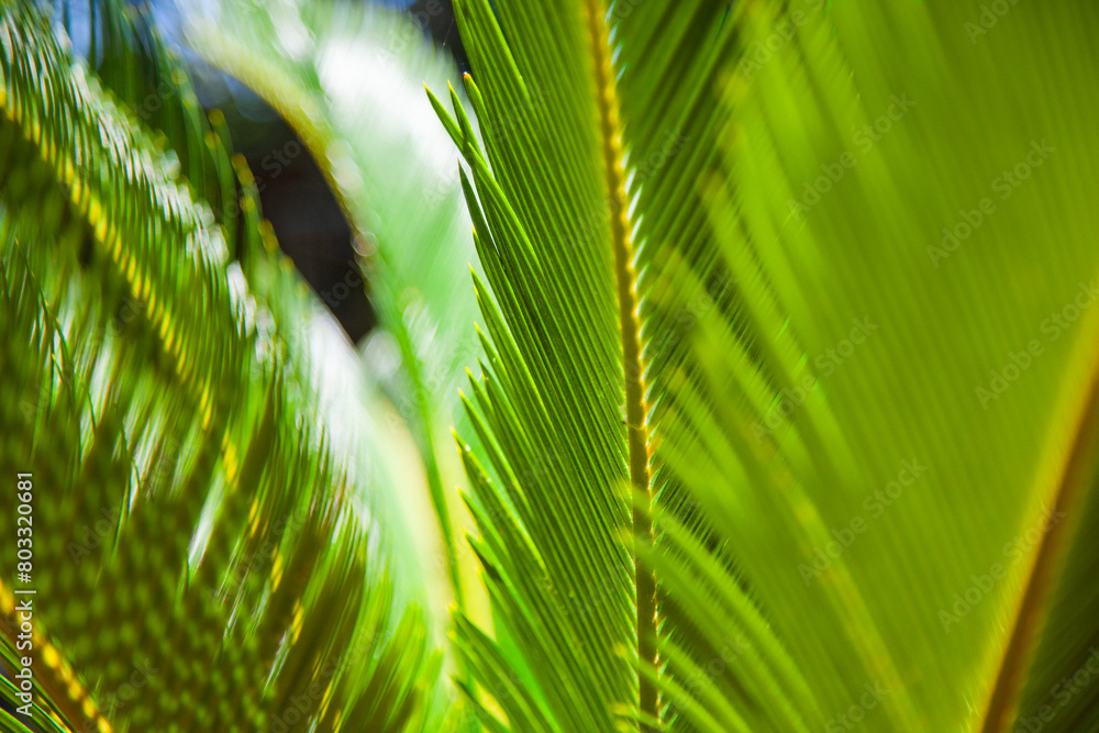 Hojas de Cycas revoluta, palma sago, king sago, la cica, palma de ...