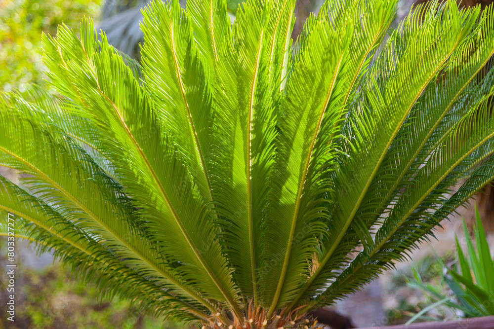 Hojas de Cycas revoluta, palma sago, king sago, la cica, palma de ...