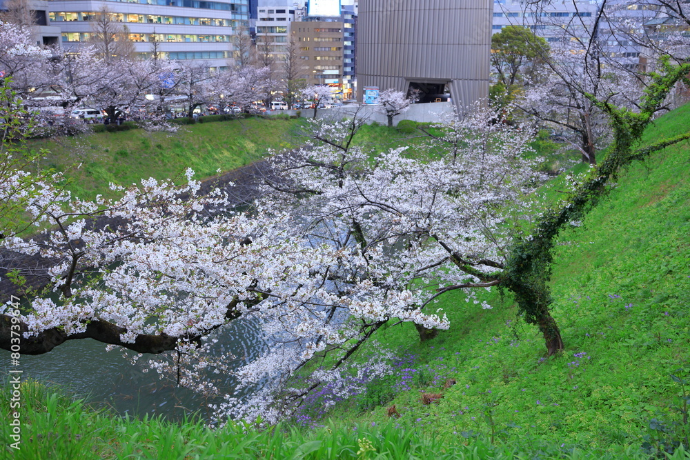 Chidorigafuchi Park with spring cherry blossom (sakura) in Chiyoda City ...