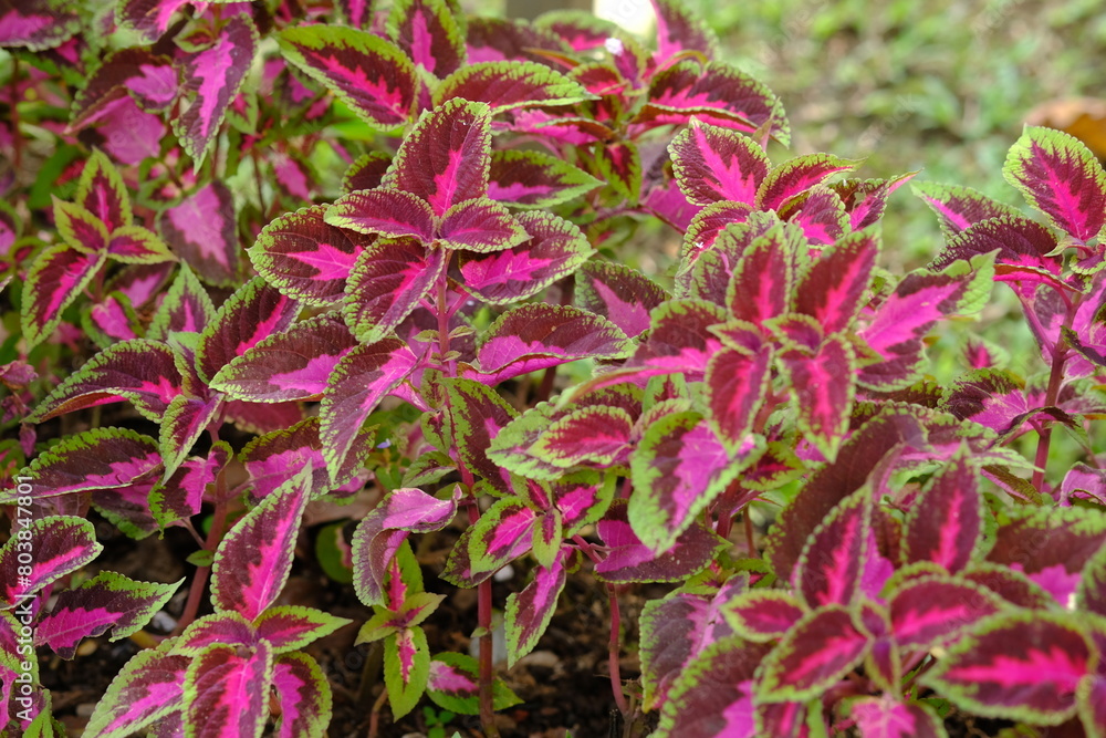 Coleus scutellarioides, commonly known as coleus, is a species of ...