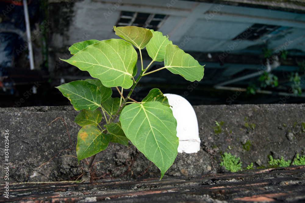 Small Banyan peepul tree Growing up from boundaries between floor and ...