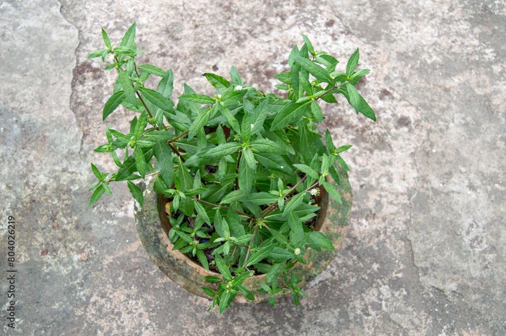 Photo Stock False daisy. Eclipta alba. Karisalankanni. yerba de tago ...