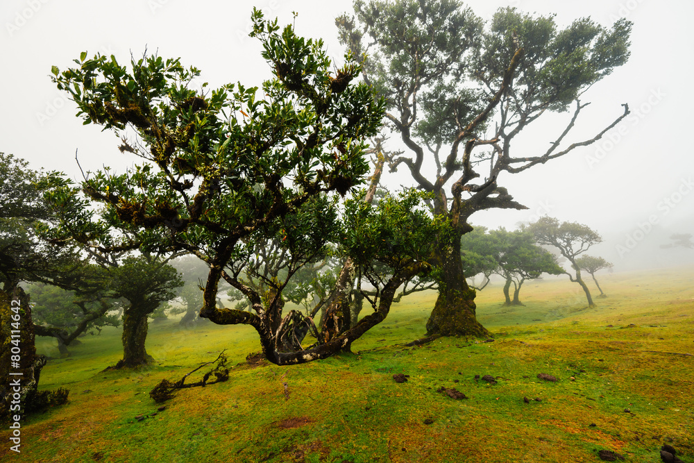 Fanal Forest. Misty forest in Fanal. Old laurel tree in laurel tree ...