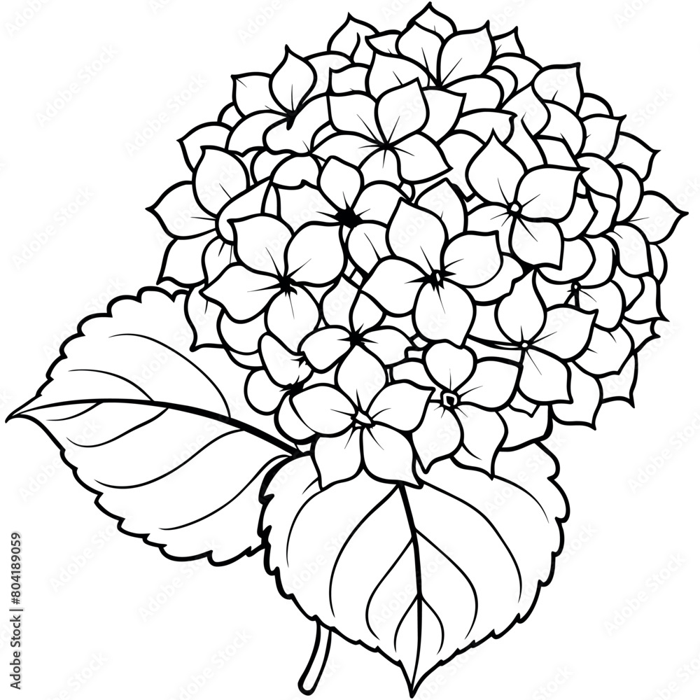 Hydrangea flower plant outline illustration coloring book page design ...