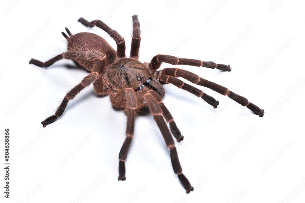 Closeup picture of the brown tarantula Phlogiellus obscurus from Borneo ...