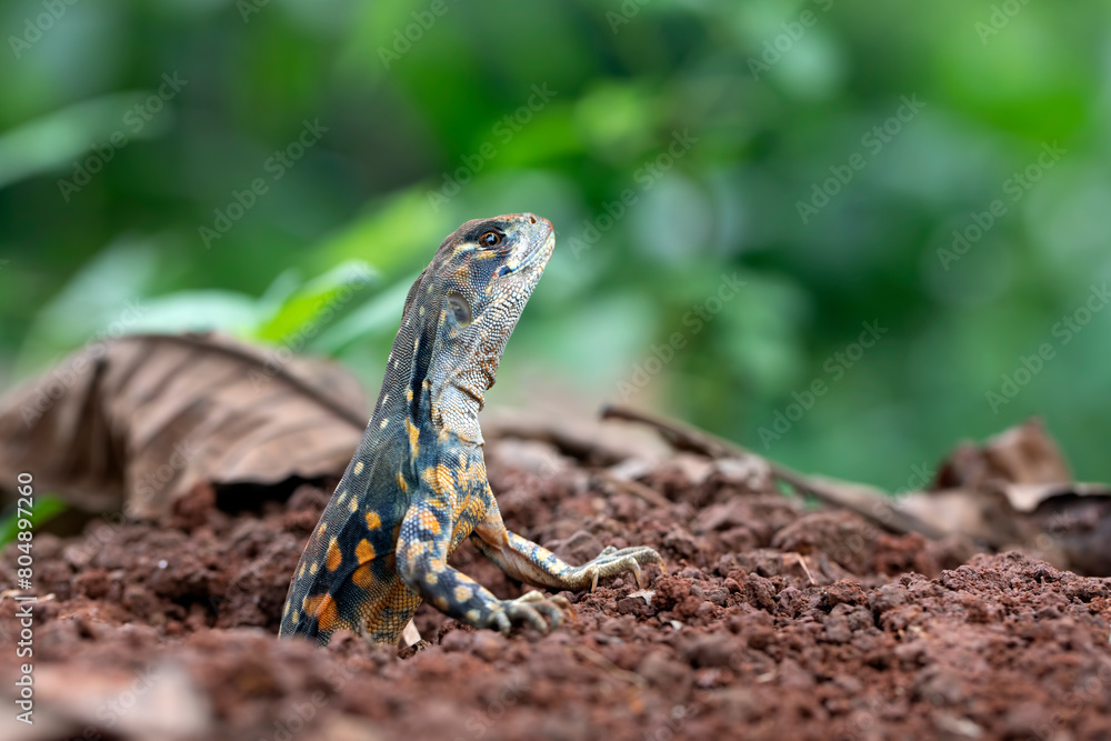 Butterfly agama lizard (leiolepis belliana) out of the underground hole ...