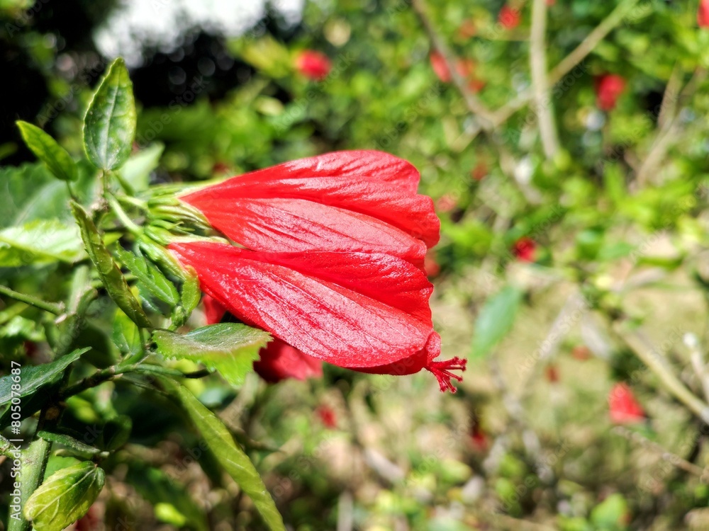Wax mallow: a species of Malvaviscus, its botanical name is Malvaviscus ...