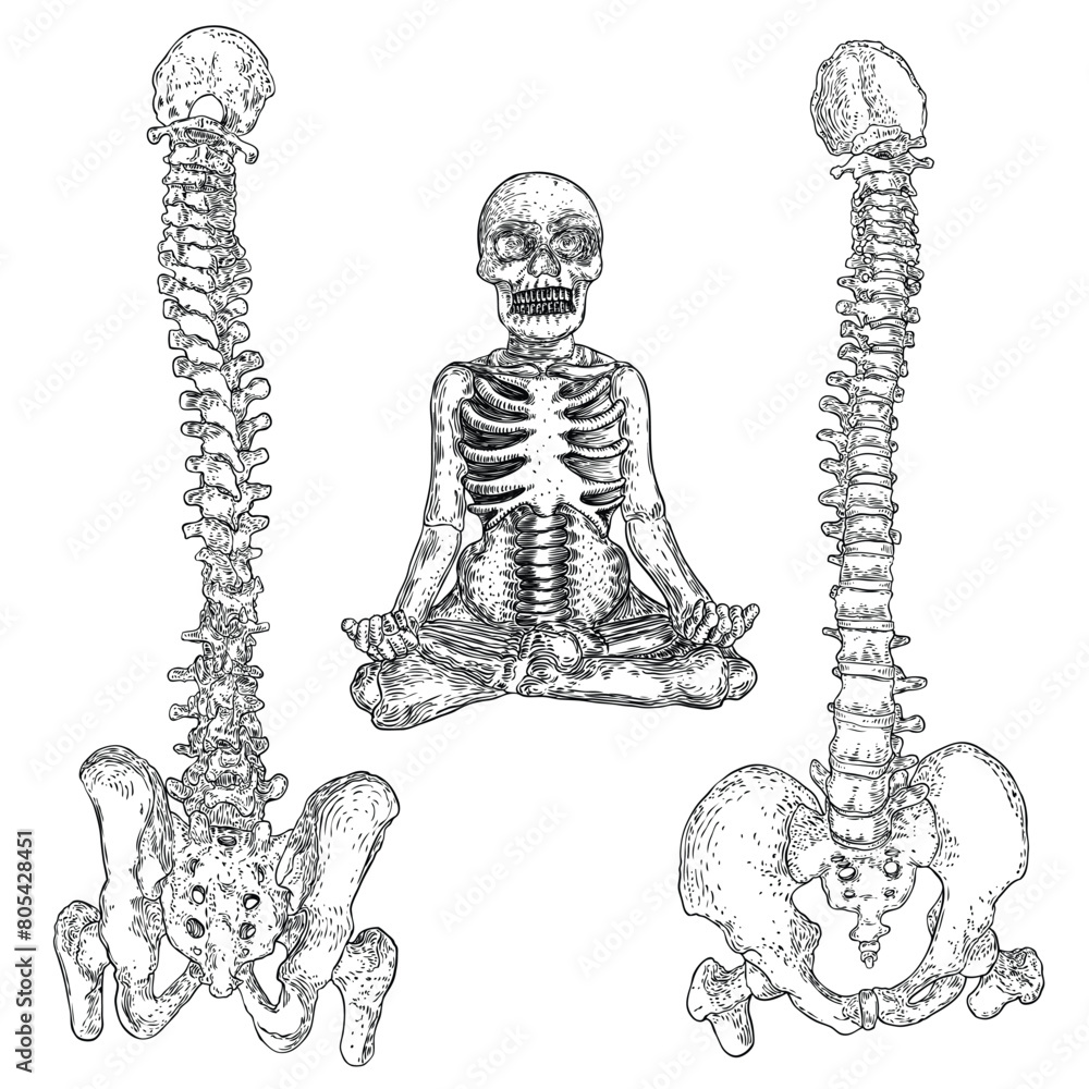Human spine bones anatomy with Intervertibral disks, Cervical, Thoracic ...