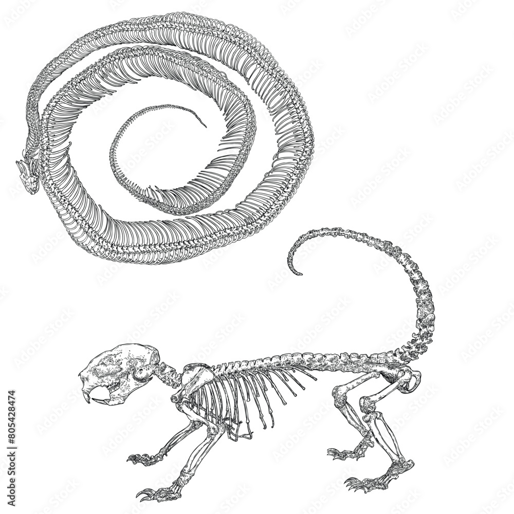 Snake python and Porcupine skeleton illustration, drawing and engraving ...