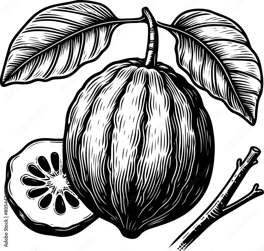 Guava black outline illustration. Coloring book. Stock Vector | Adobe Stock