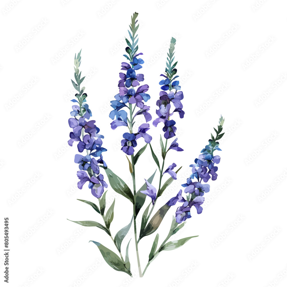 Watercolor clipart vector of veronica flower (Salvia), isolated on a ...