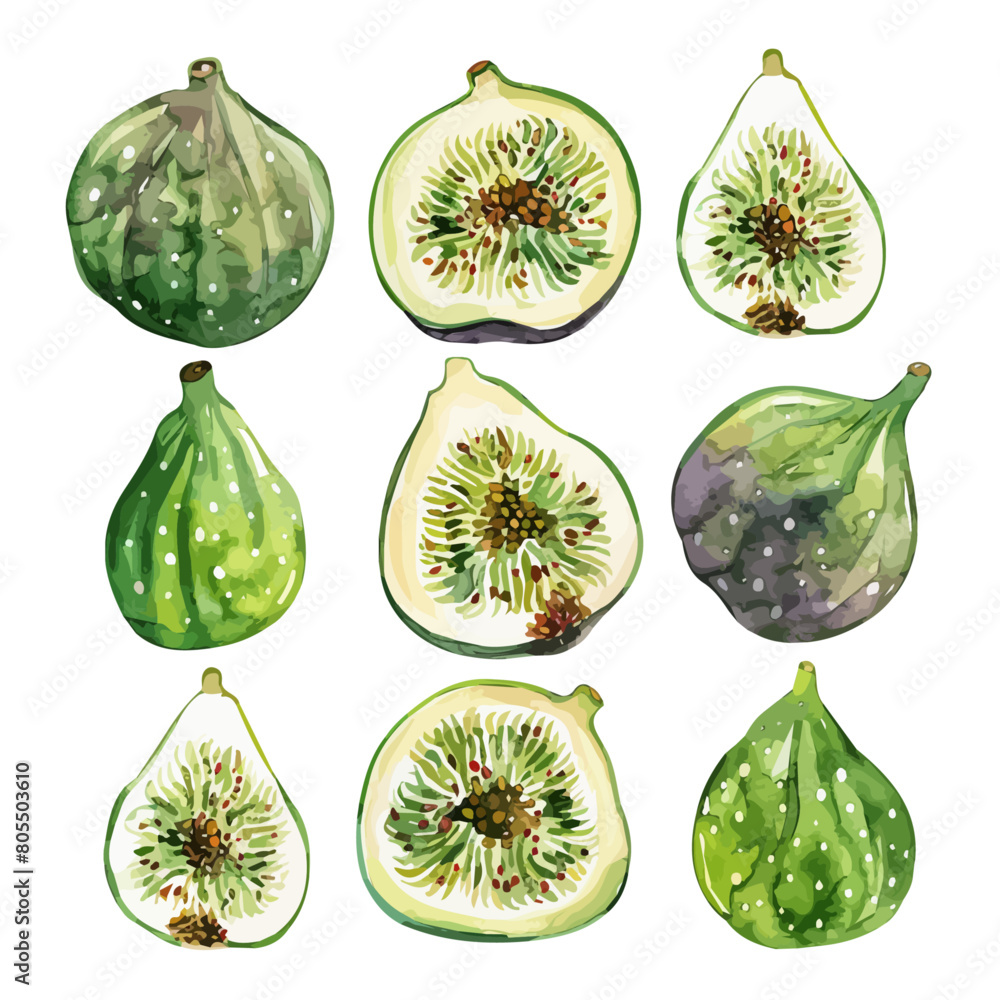 Watercolor drawing clipart of fig slice, isolated on a white background ...