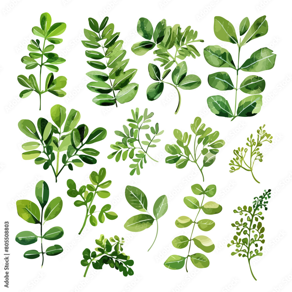 Watercolor painting of moringa collection, isolated on a white ...