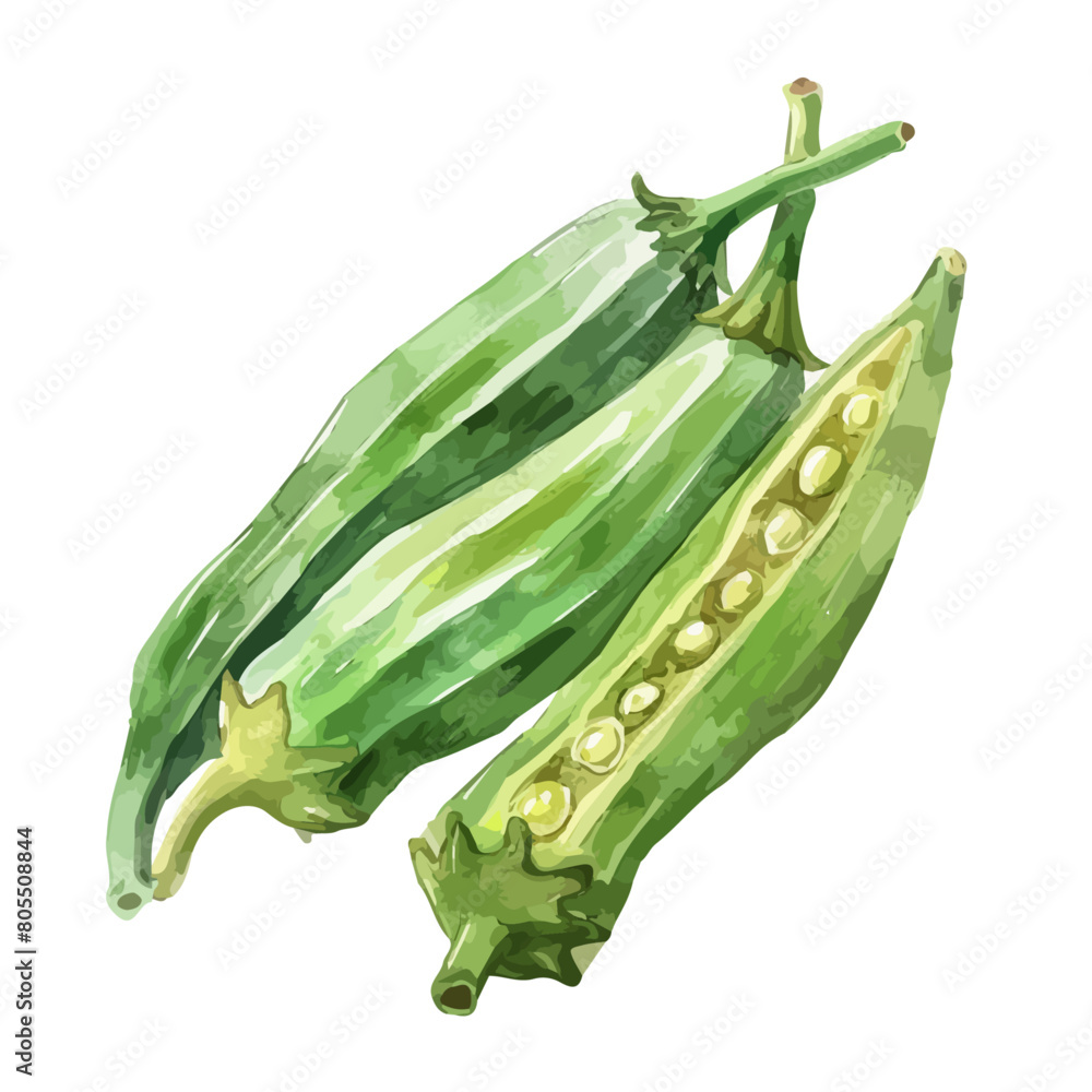 Watercolor painting vector of a okra, isolated on a white background ...