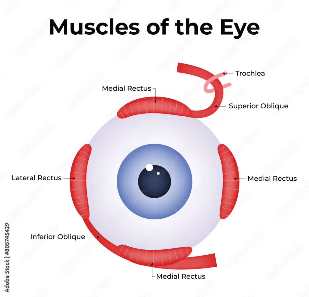 Muscles of The Eye Science Design Vector Illustration Diagram Stock ...