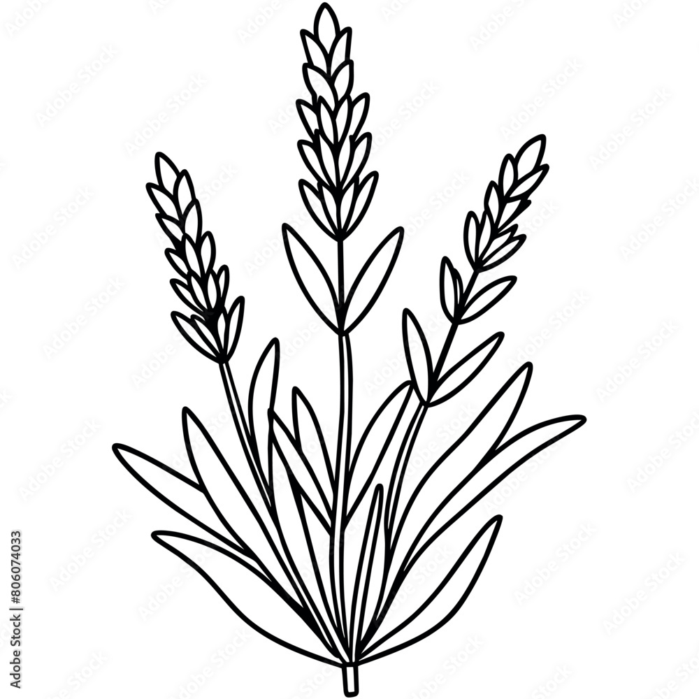 Lavender flower outline illustration coloring book page design Stock ...