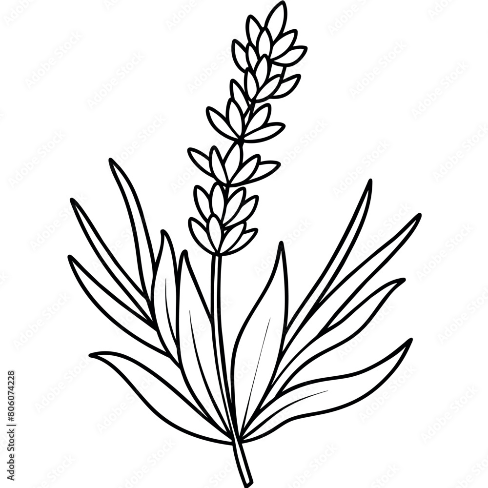 Lavender flower outline illustration coloring book page design Stock ...