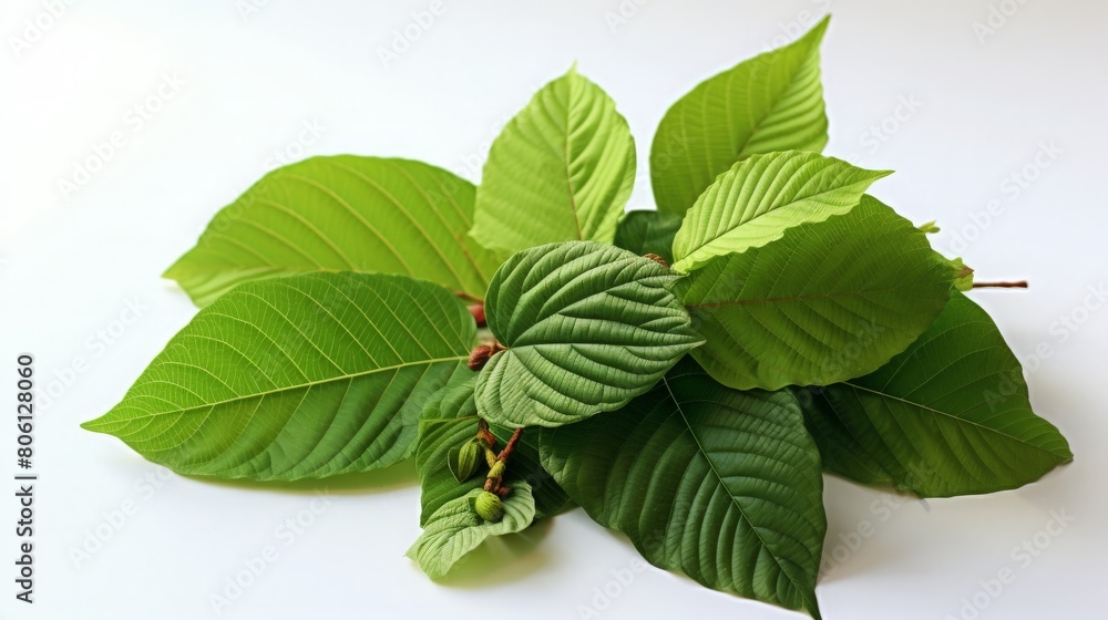 This is Mitragyna speciosa, also known as kratom, is a tropical ...