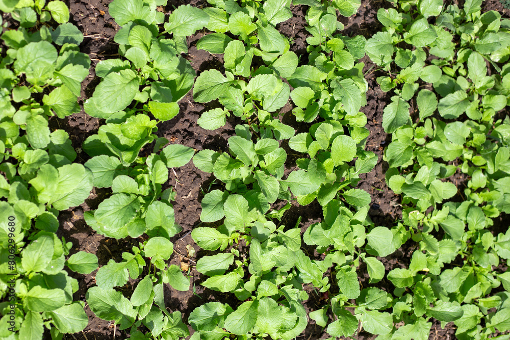 Radish foliage in a garden bed. Friendly shoots, top view. Growing ...