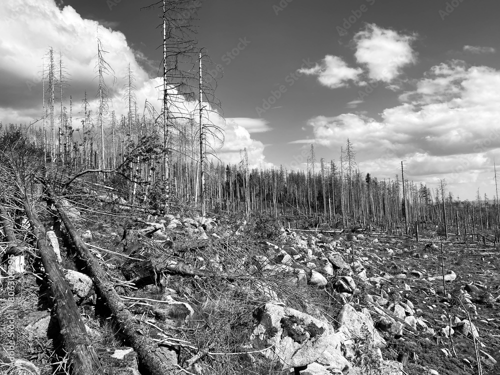 Natural damage to trees caused by bark beetles and water scarcity in ...