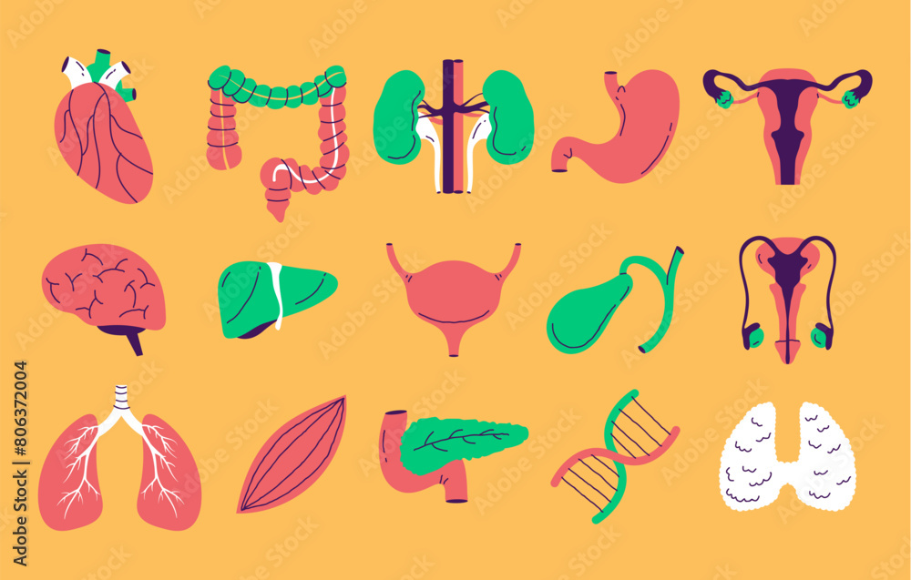 Human internal organs doodle line art style isolated set. Vector ...