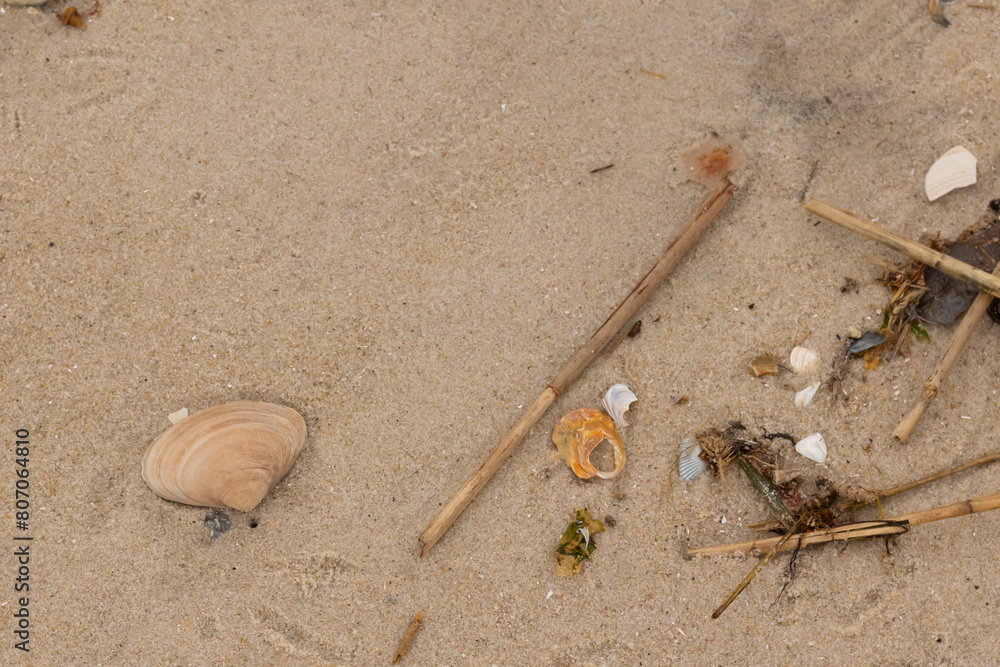 This little clamshell lay sitting on the beach in the picture. The tan ...
