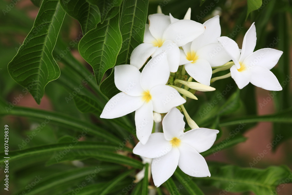 Plumeria Pudica (Bridal Bouquet Plumeria, White Frangipani, Fiddle Leaf ...