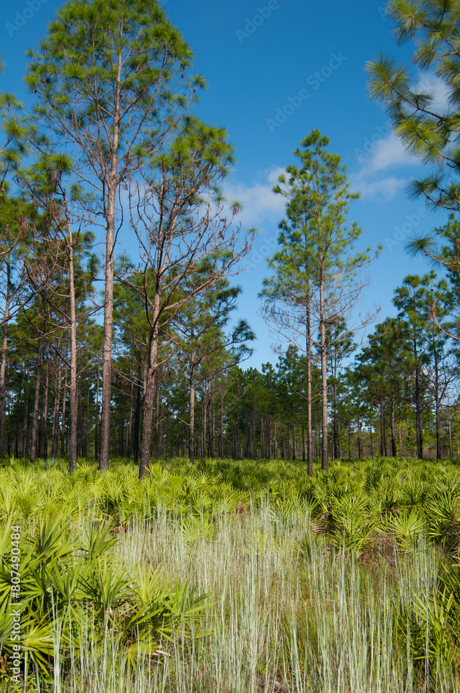 Pine flatwoods habitat at Triple Creek Preserve in Riverview, Florida ...