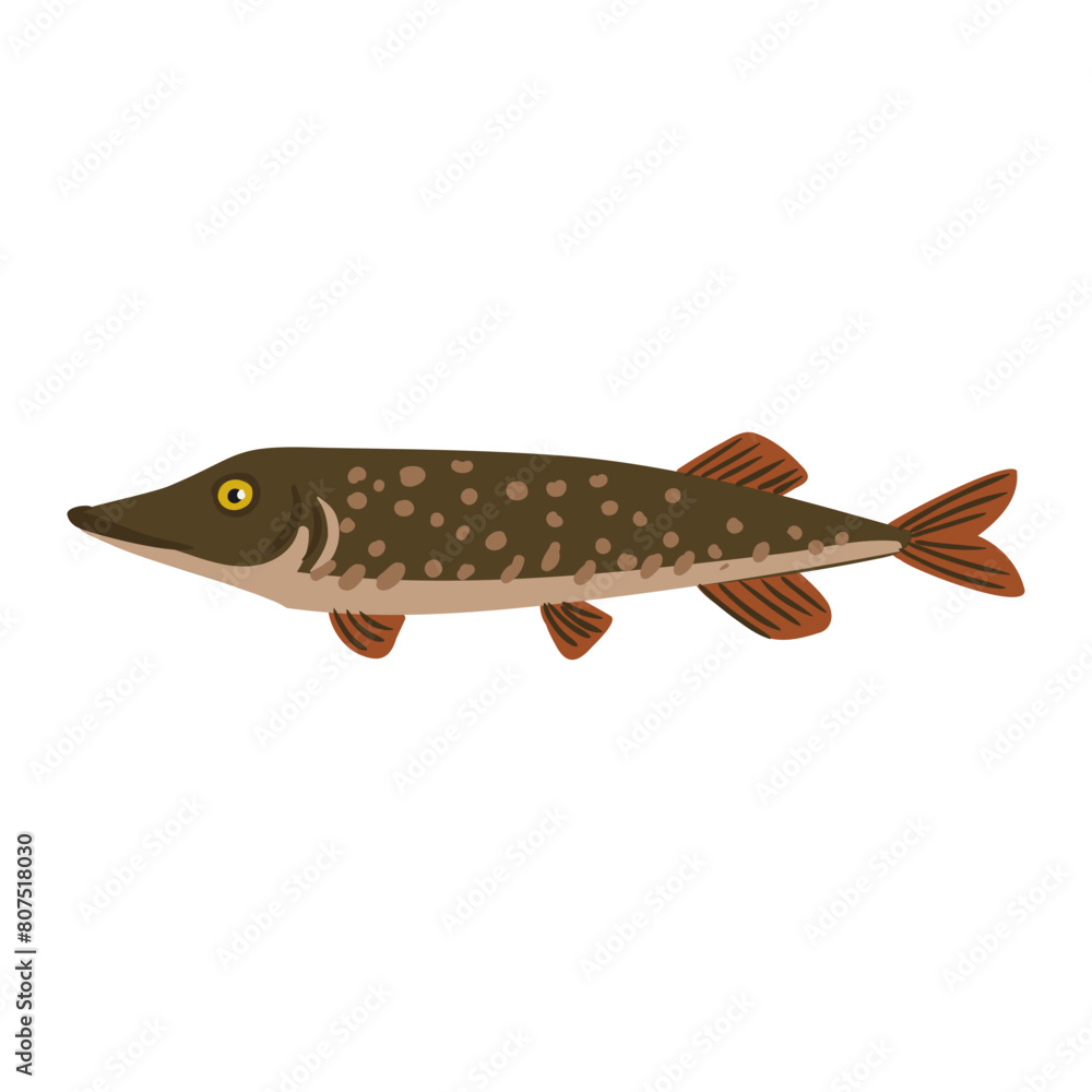Vector drawing fish, northern pike , isolated at white background, hand ...