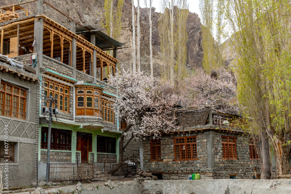 Pink apricot blossoms in the farming village of Turtuk in northern ...