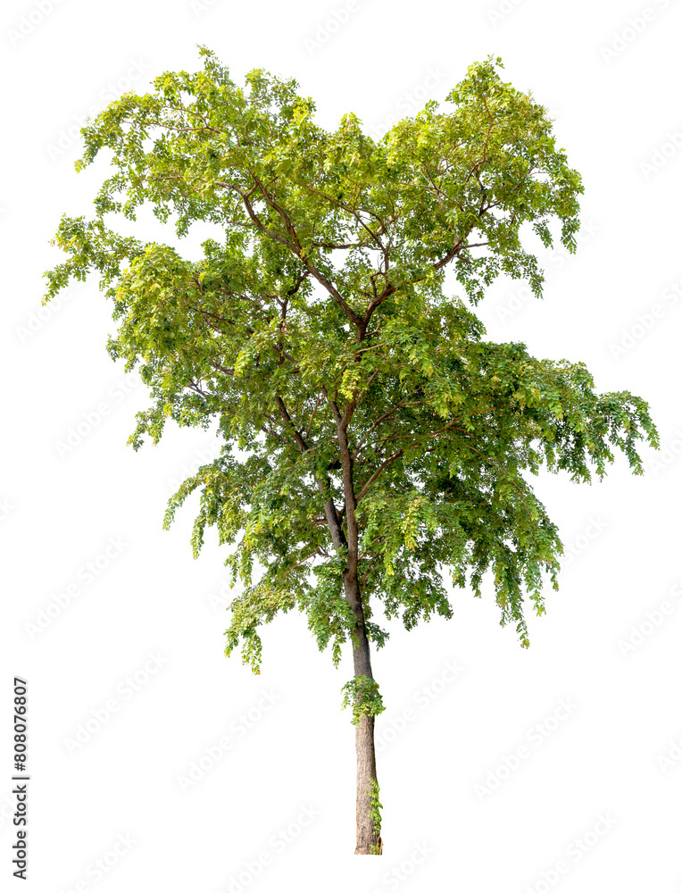 high resolution tree PNG file removed original background PNG ...