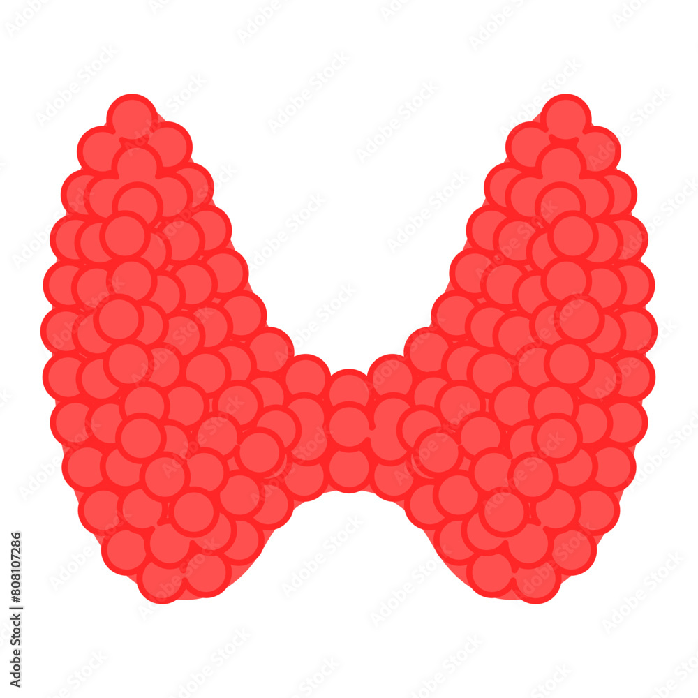 Vector illustration of thyroid gland on transparent background Stock ...