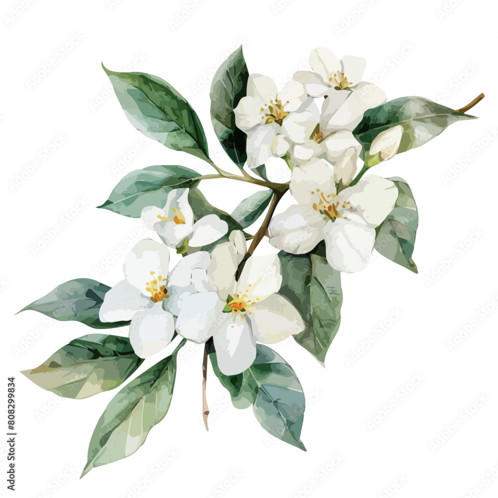 Watercolor vector of jasmine flower, isolated on a white background ...