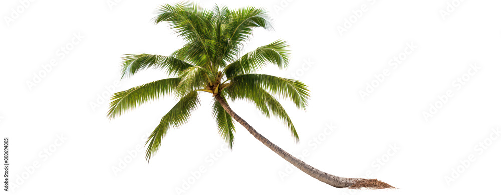 This is a photo of a palm tree tilted Stock Photo | Adobe Stock