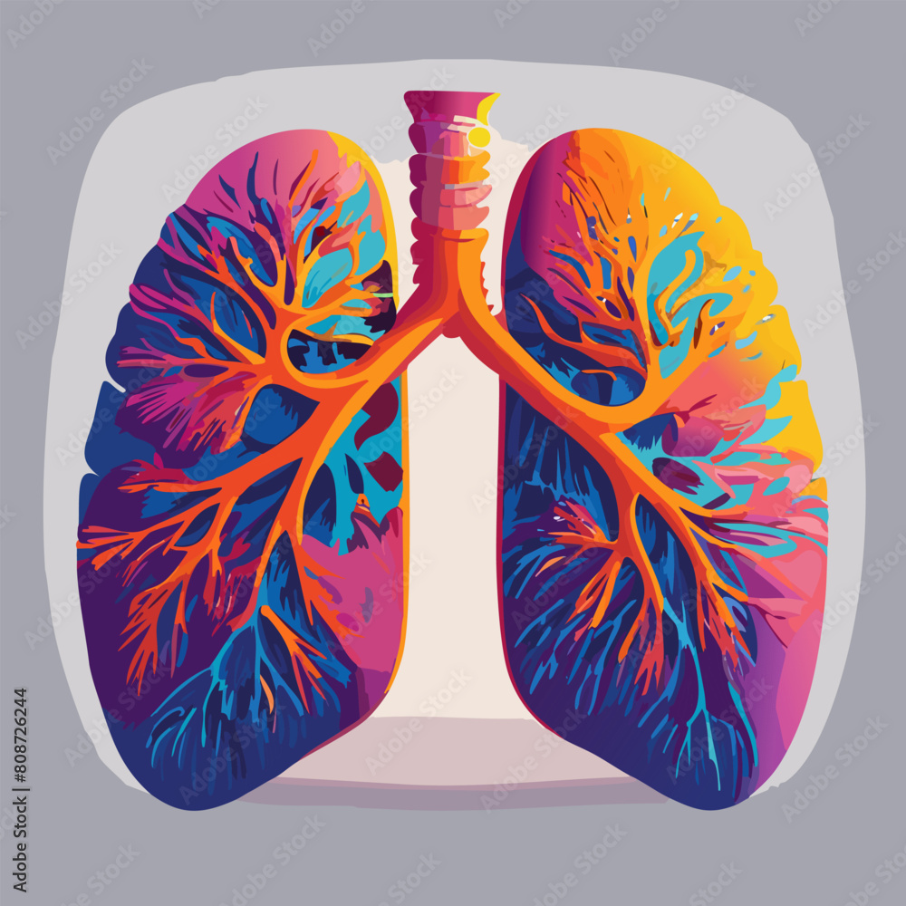 Lung anatomy vector illustration. Human lungs anatomy vector ...