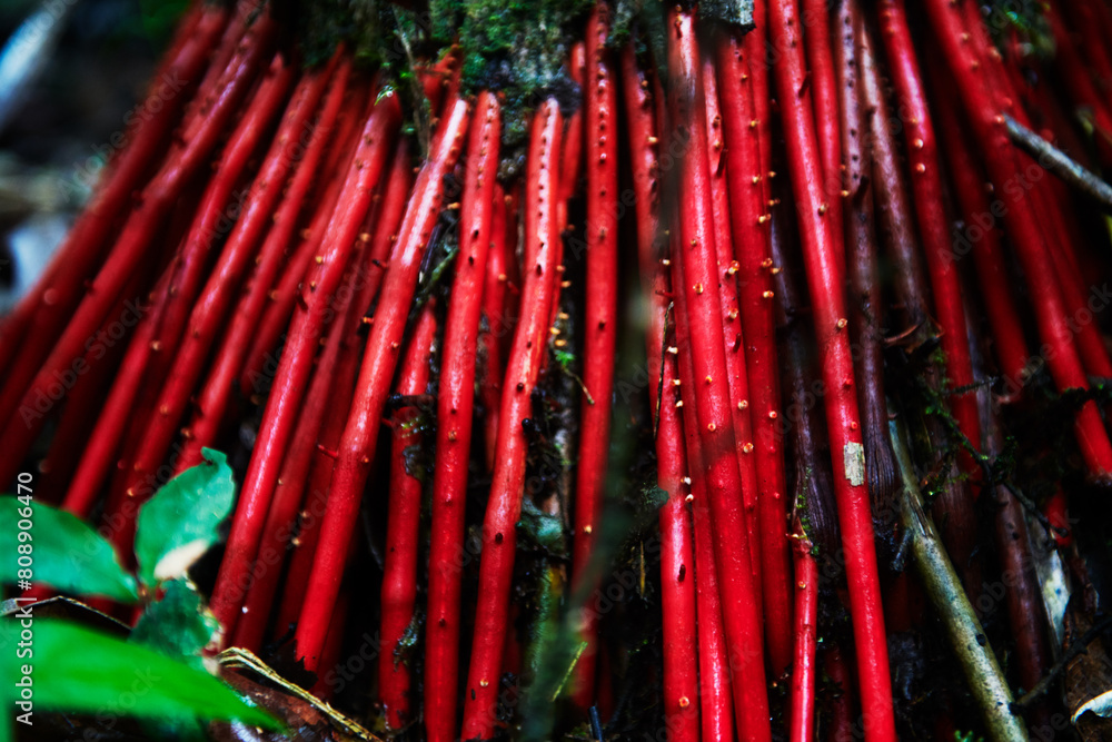 Red roots of an açaí palm tree, Cuyabeno wildlife reserve, Amazon ...