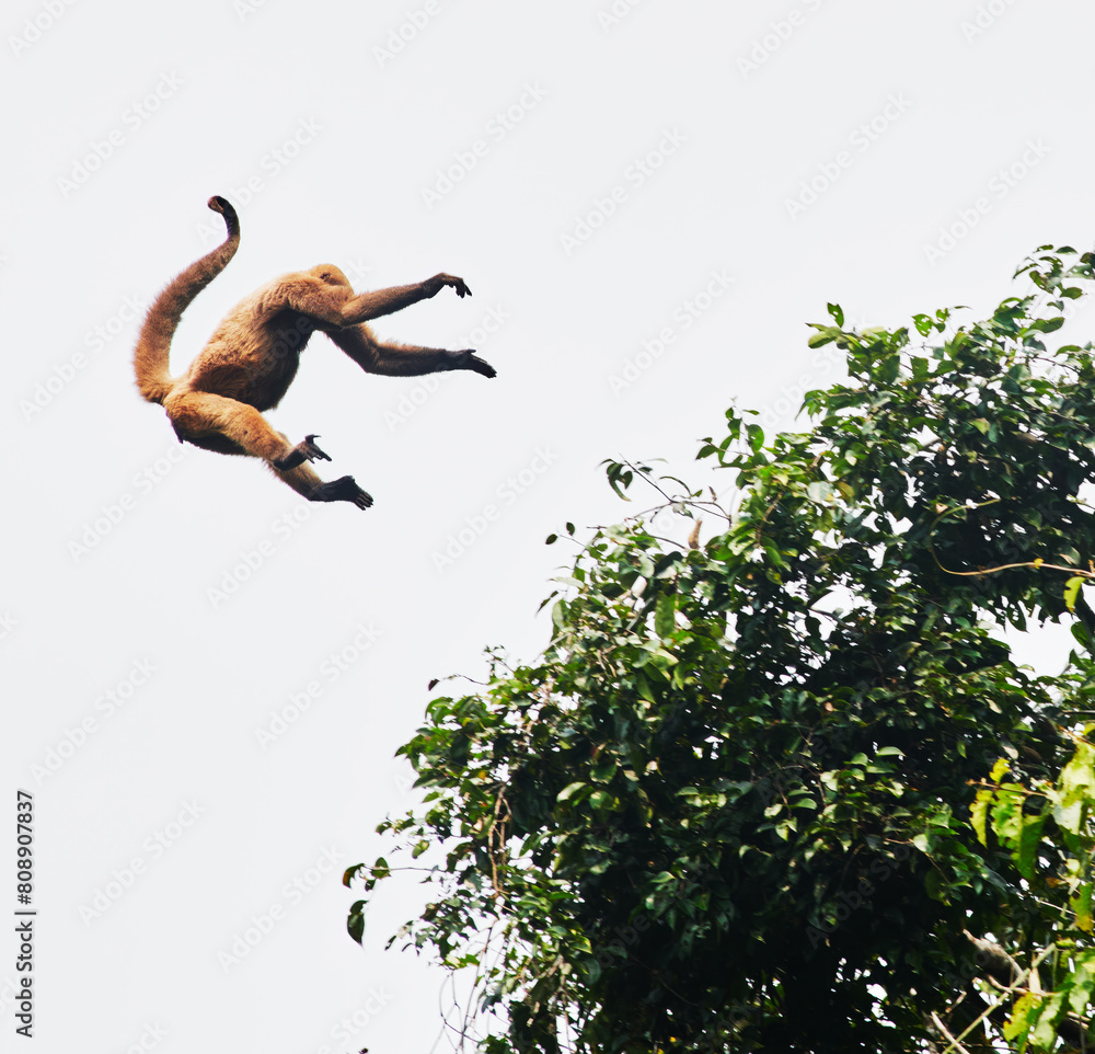 Woolly monkey jumping from tree to tree in the Cuyabeno wildlife ...
