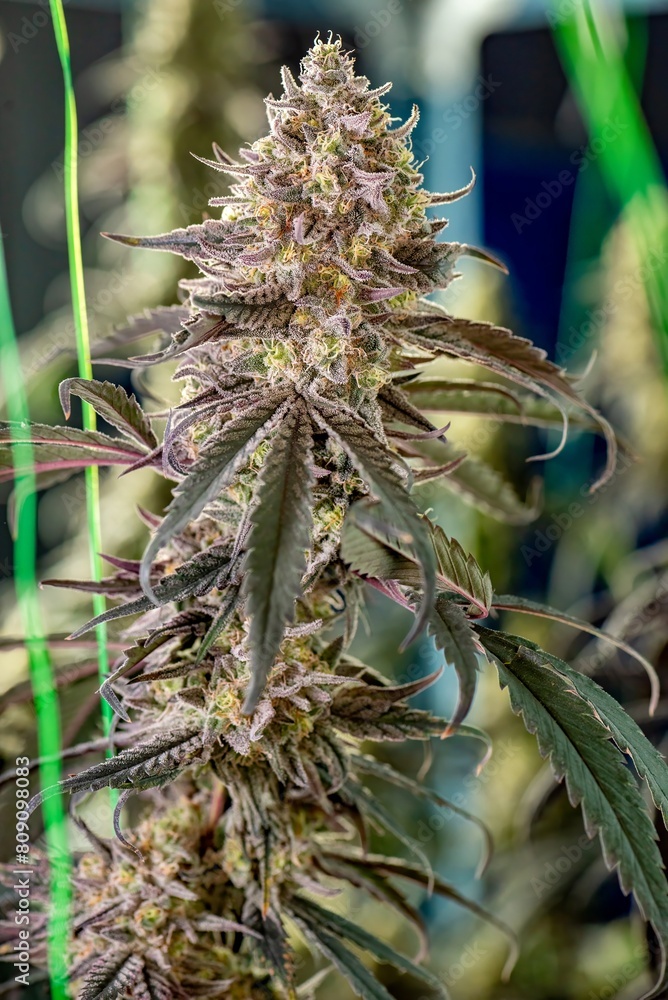 Cannabis flowers plant Closeup with fresh fan leaves cola pistil ...