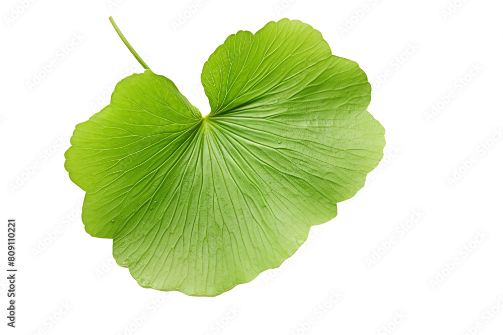 The image shows a single green leaf with veins. It is a ginkgo leaf ...